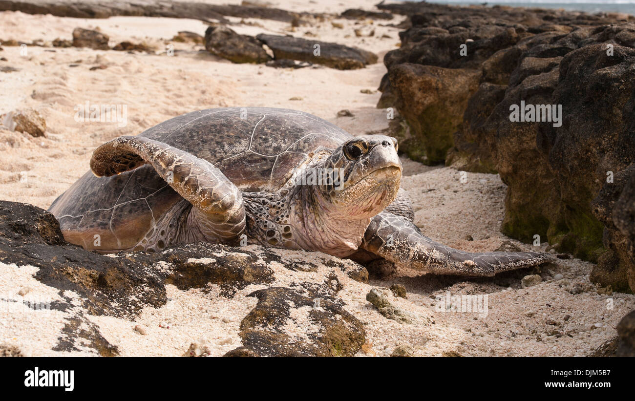 Comic pose from a female green turtle ashore having laid her eggs ...