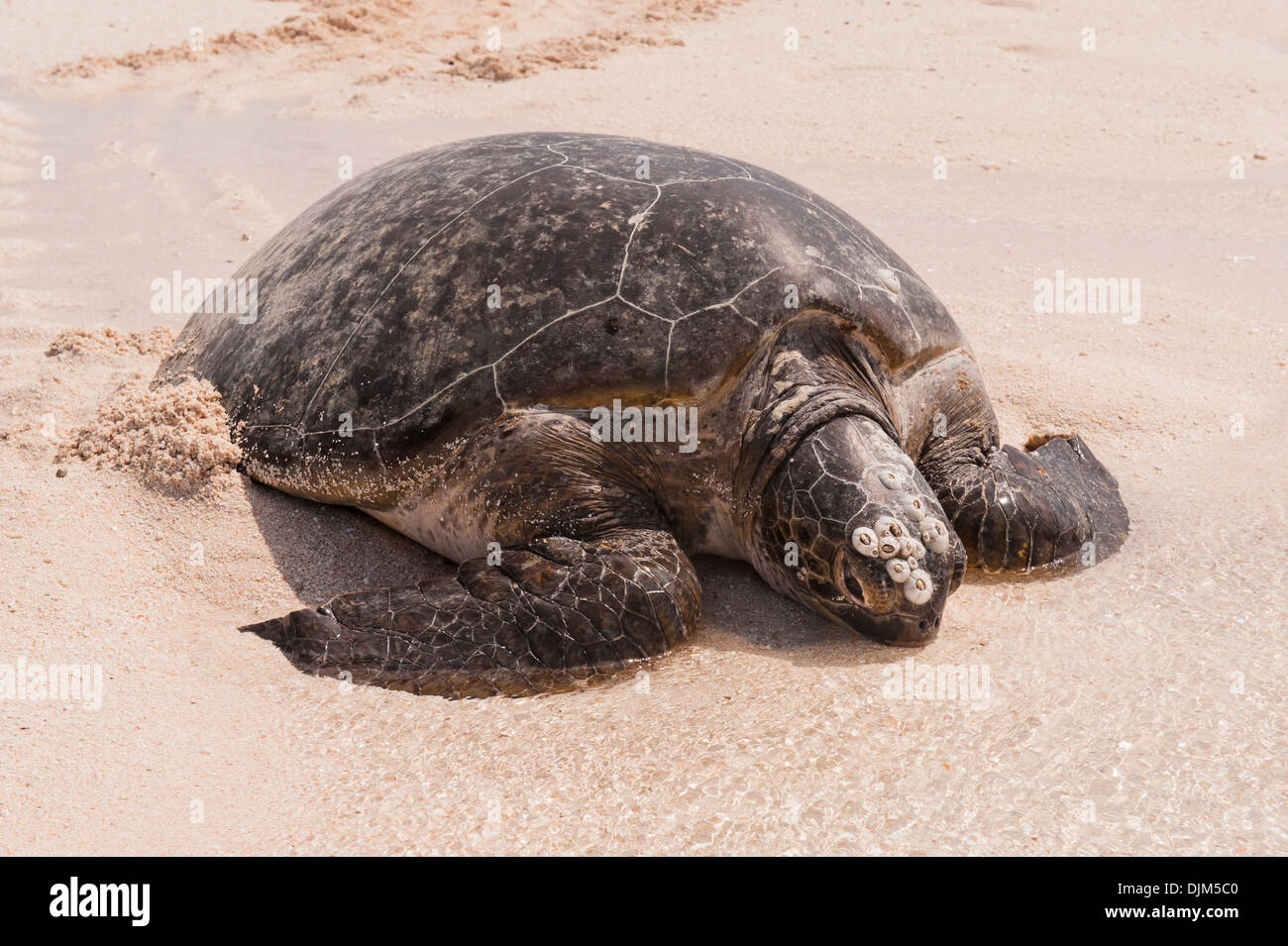 Female green sea turtle hi-res stock photography and images - Alamy