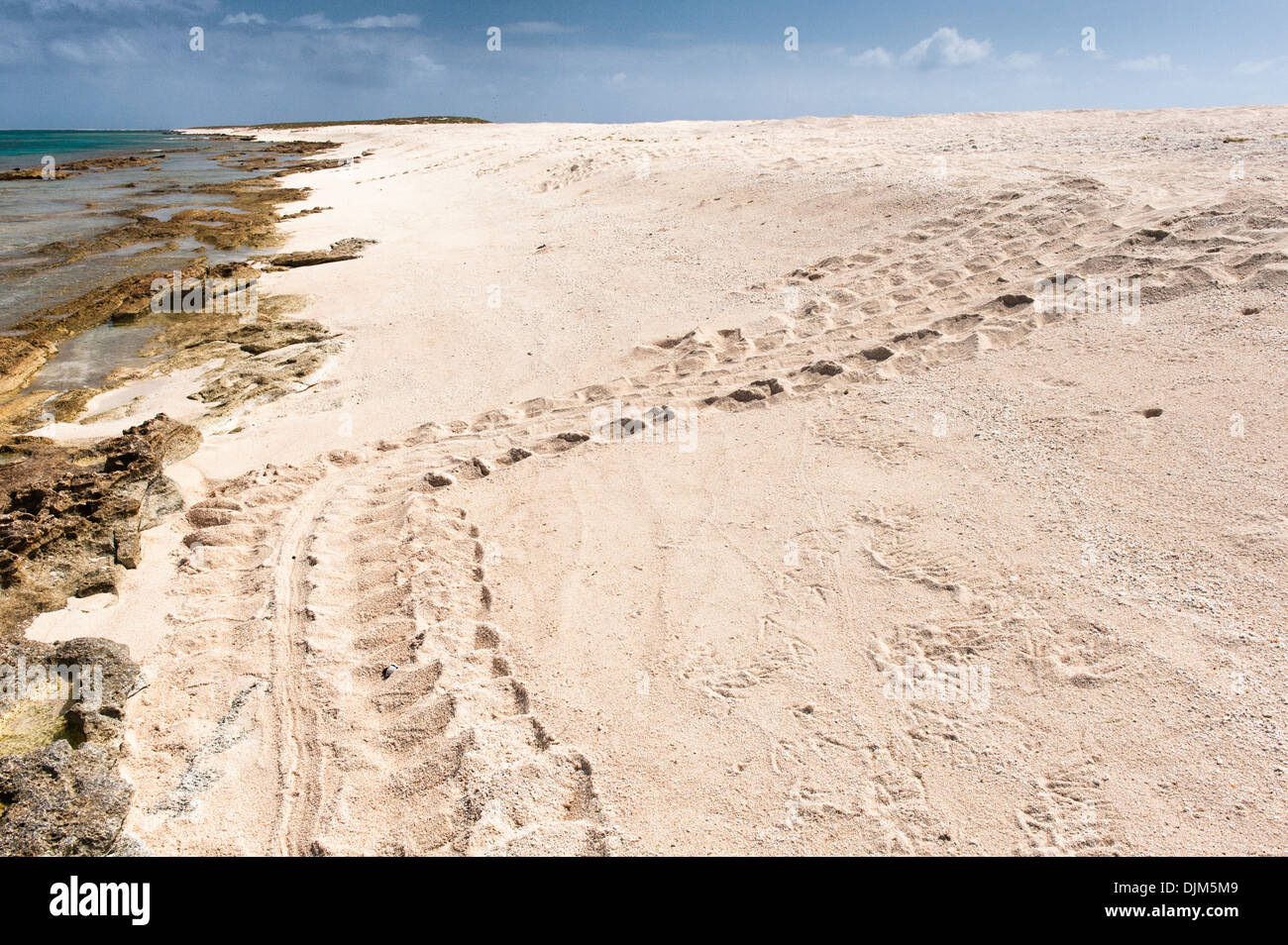Turtle tracks where a female green turtle has come ashore to lay her ...