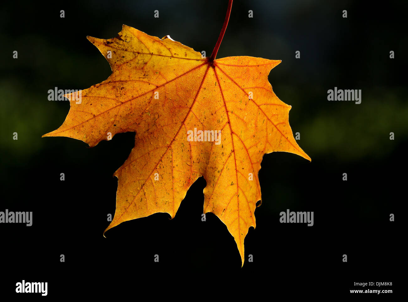 Red sycamore leaf hi-res stock photography and images - Alamy