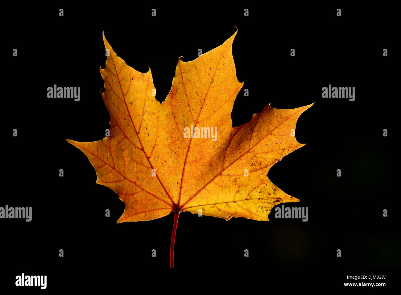 Red sycamore leaf hi-res stock photography and images - Alamy