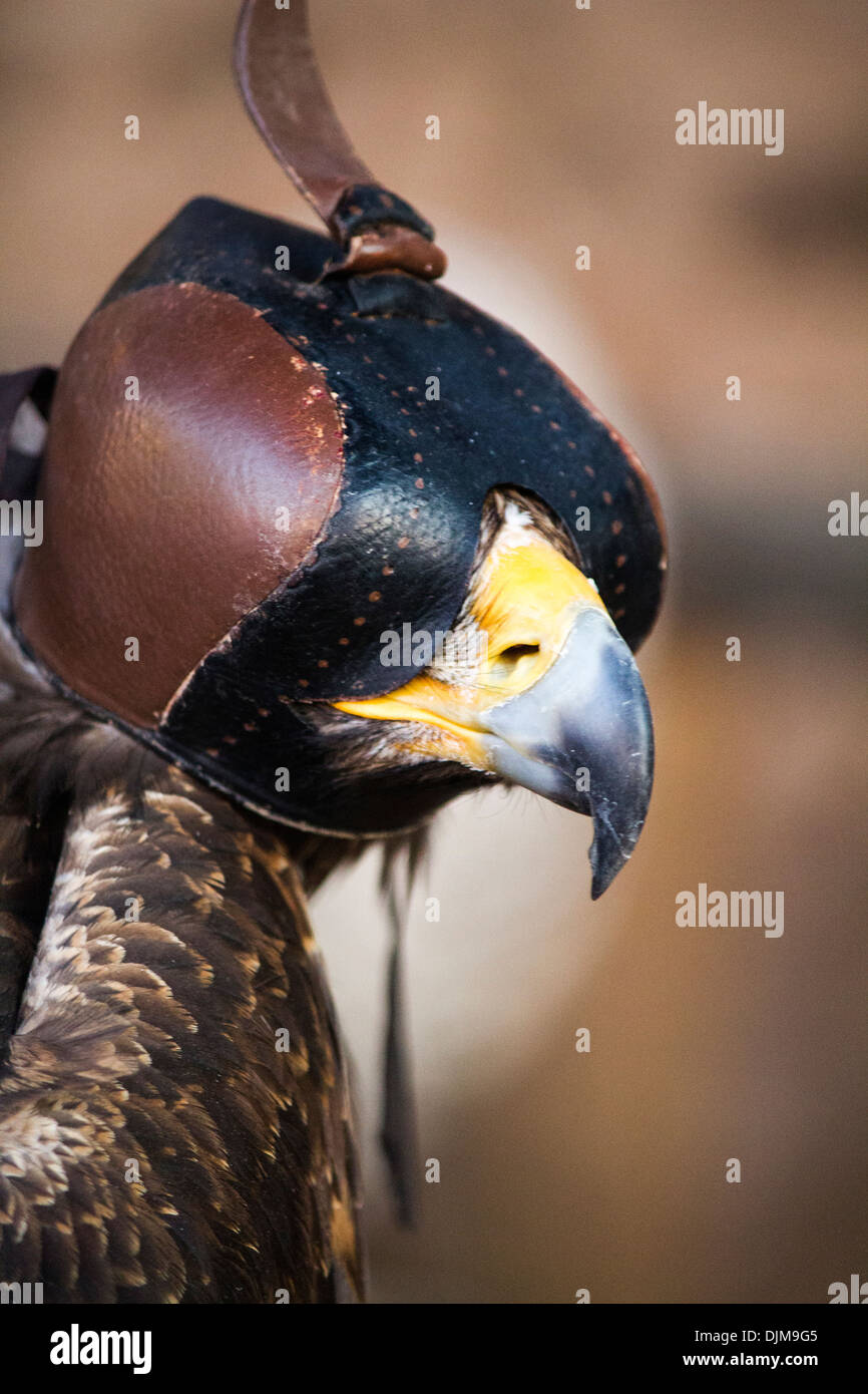 Leather hood hi-res stock photography and images - Alamy