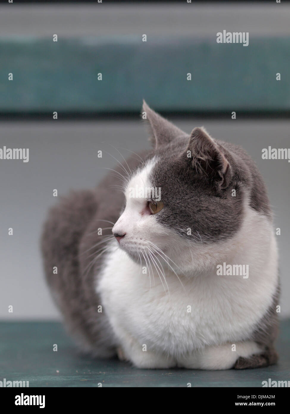 Cat rests hi-res stock photography and images - Alamy