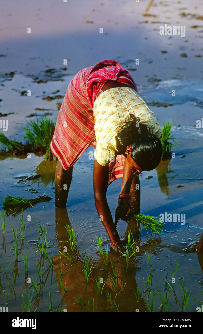 Woman planting rice Hyderabad India Stock Photo - Alamy
