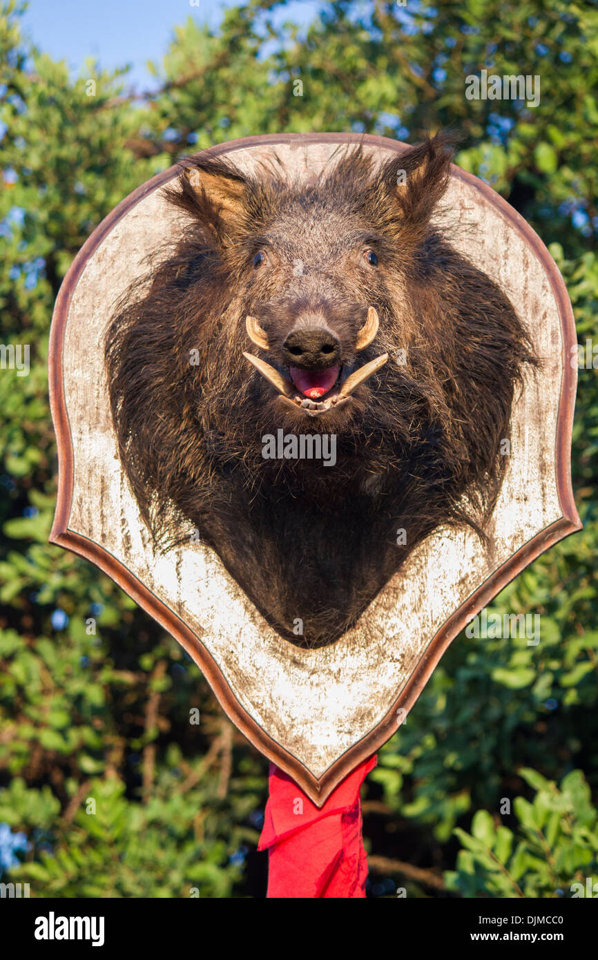 View of a stuffed wild boar head on a pole (taxidermy Stock Photo - Alamy