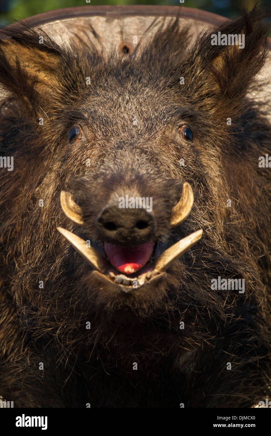 Boar head hi-res stock photography and images - Alamy