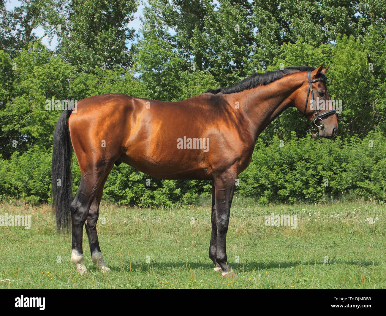 Holsteiner horse, bay gelding, portrait with bridle in green leaf ...
