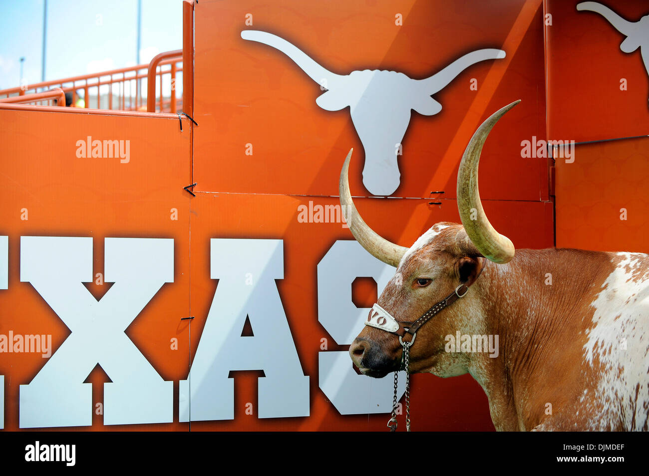 Texas longhorns mascot hi-res stock photography and images - Alamy