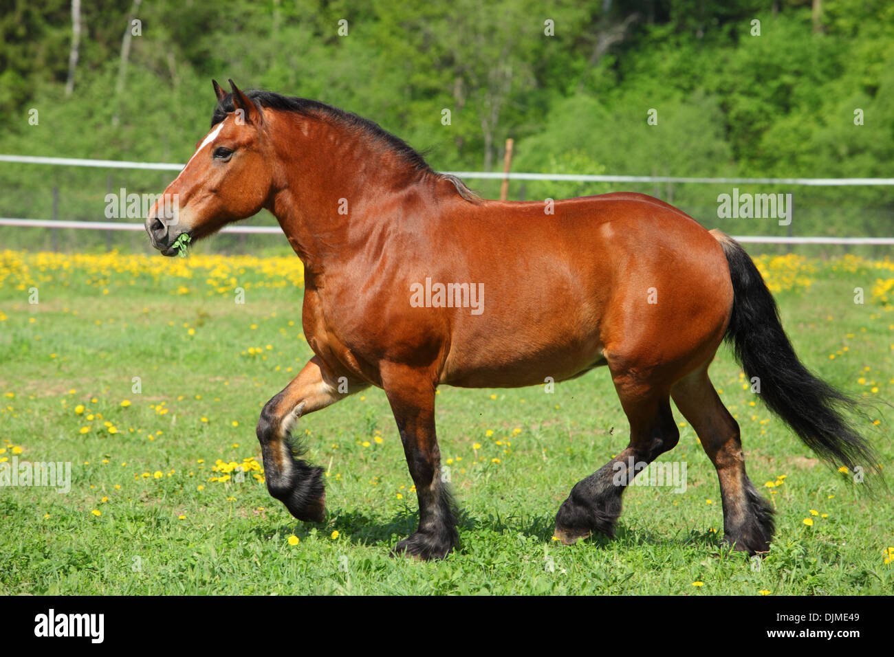 Hard working peasants horse walks in corral Stock Photo - Alamy