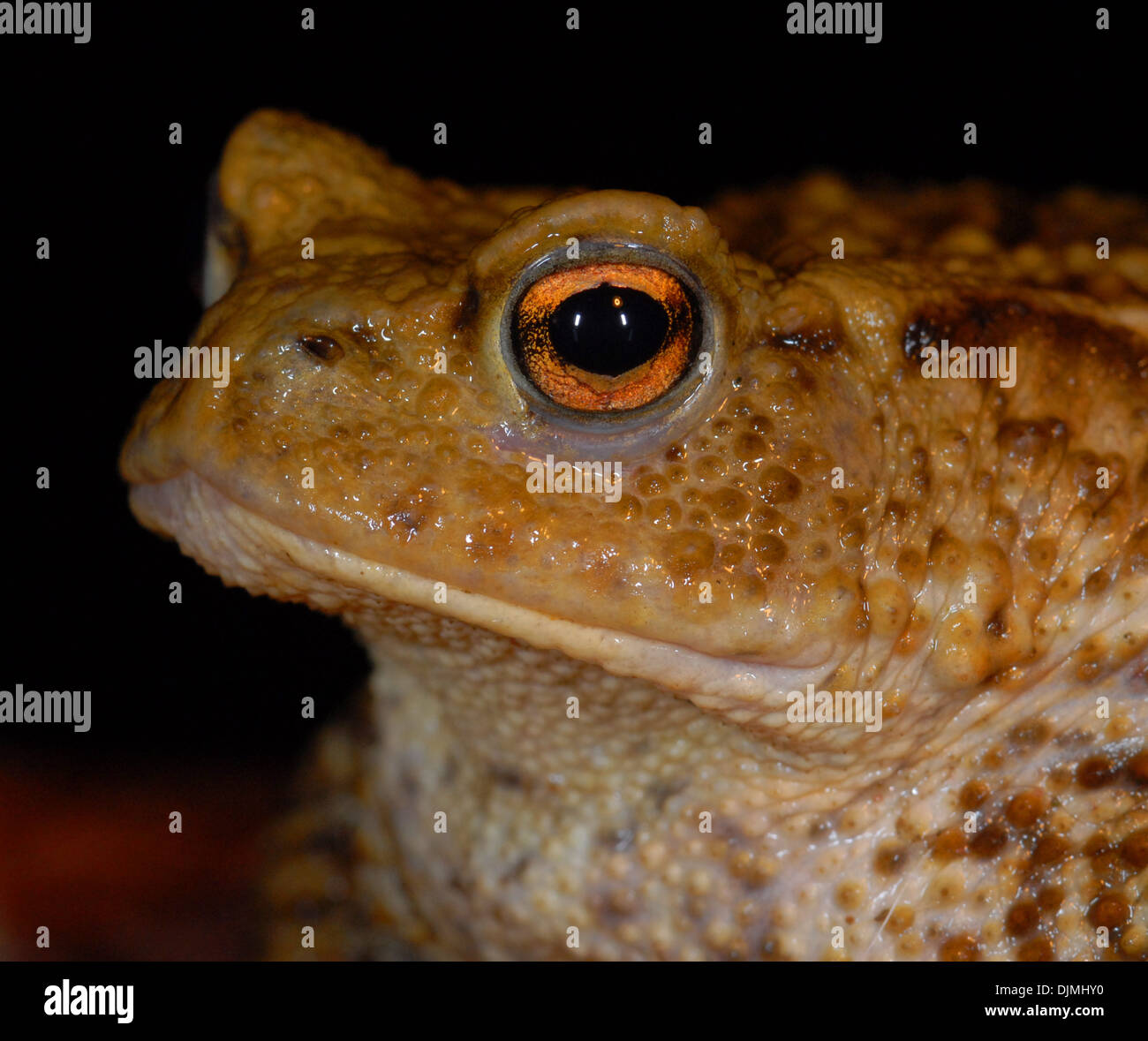 toad bufo bufo toads common garden pest control animals eye looking ...