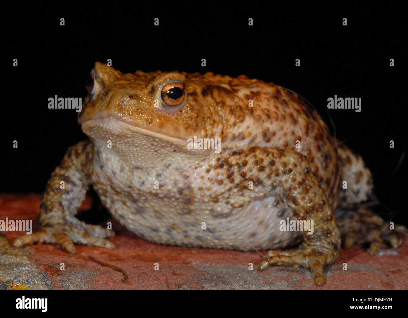TOAD COMMON TOAD Bufo bufo One of the gardener's real friends eats ...