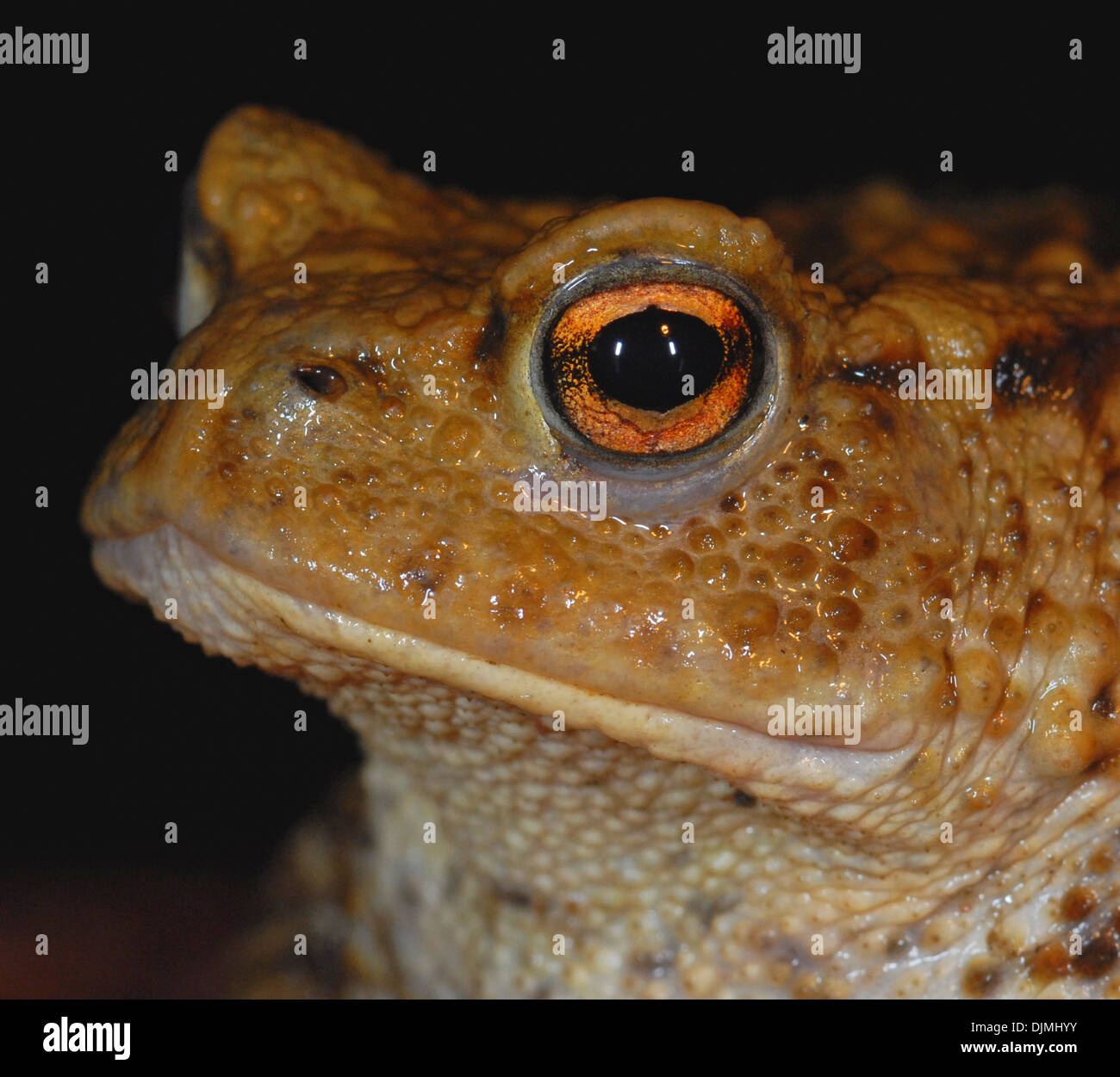 Insects larvae hi-res stock photography and images - Alamy