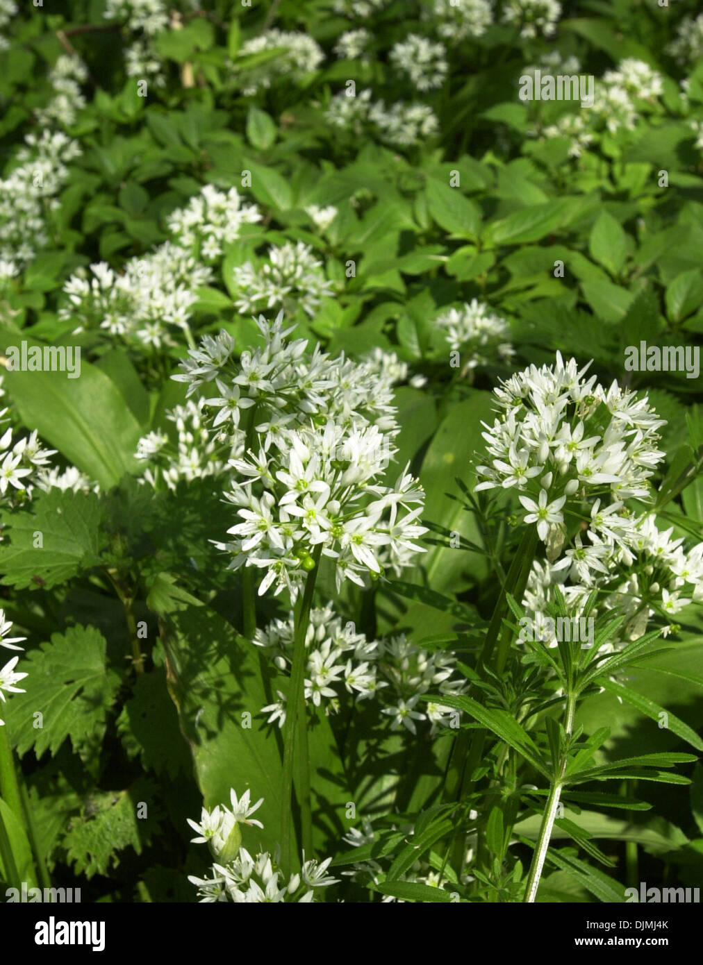 Ramsons allium ursinum also known as buckrams hi-res stock photography ...