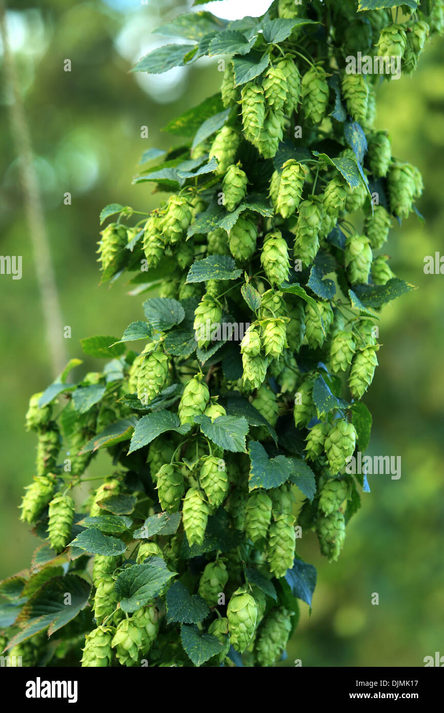 Hop harvesting at Stocks Farm, Suckley, Worcestershire Stock Photo - Alamy