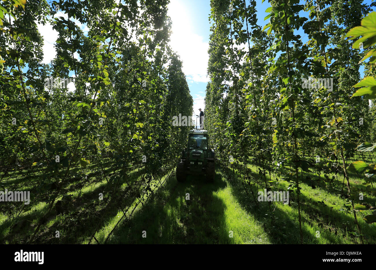 The giant bruff hop picking machine hi-res stock photography and images ...