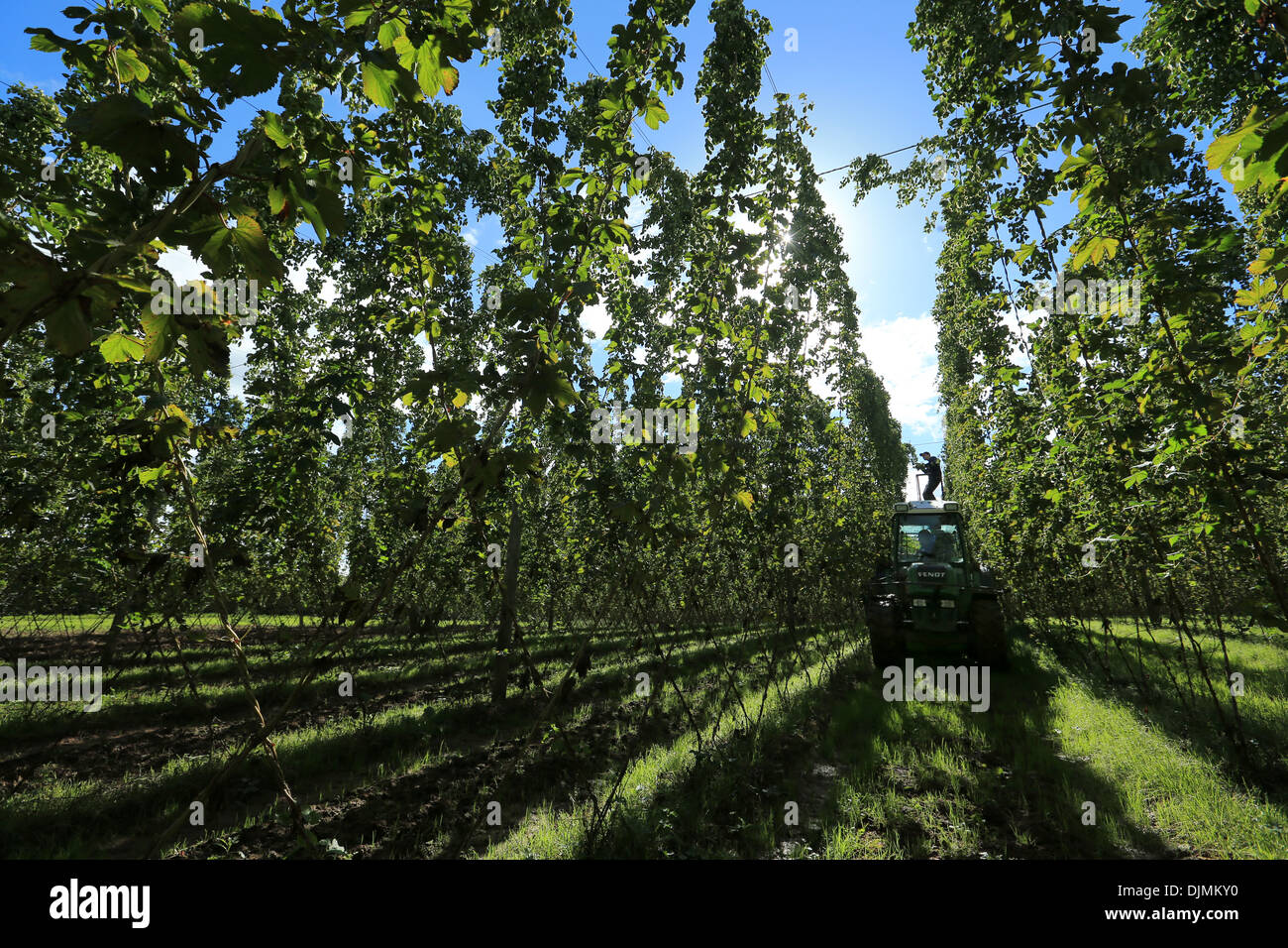 The giant bruff hop picking machine hi-res stock photography and images ...