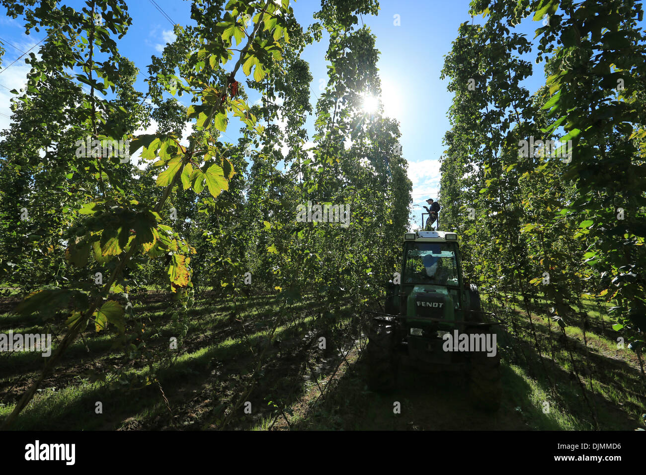 Hop harvesting at Stocks Farm, Suckley, Worcestershire Stock Photo - Alamy