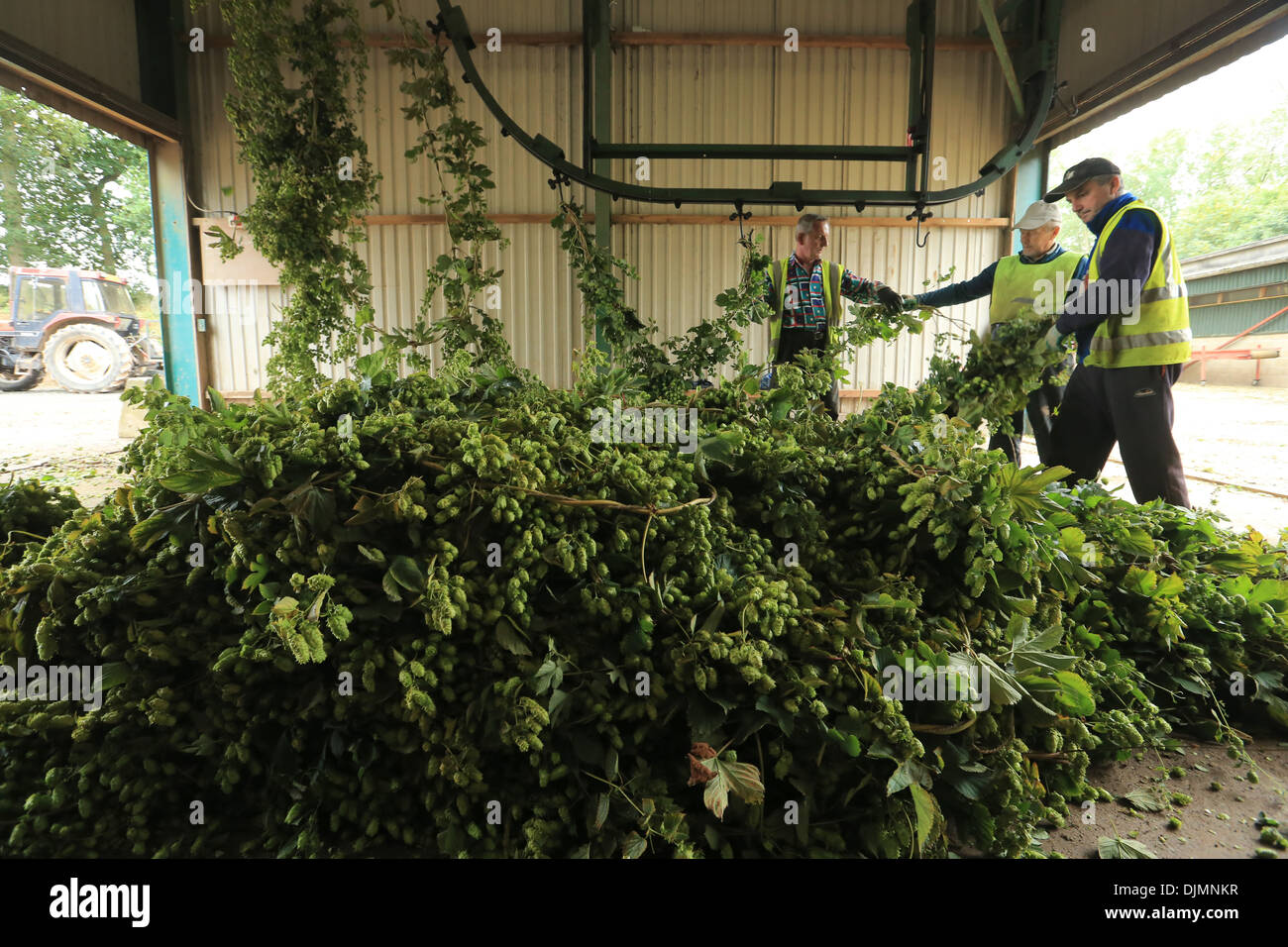 Hop harvesting at Stocks Farm, Suckley, Worcestershire Stock Photo - Alamy