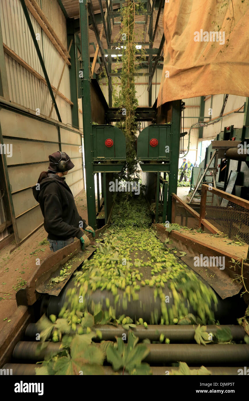 The giant bruff hop picking machine hi-res stock photography and images ...