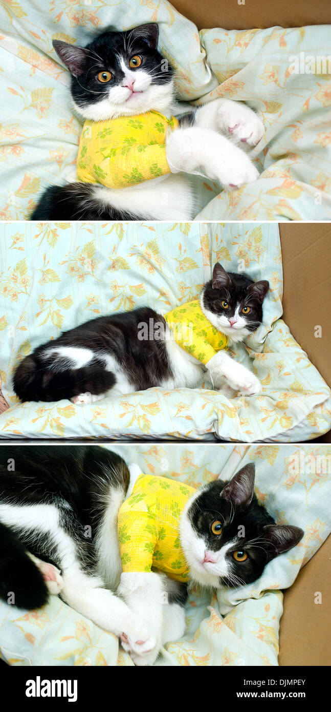 Cat hit by car with broken arms. Plastered paw rehabilitation process ...