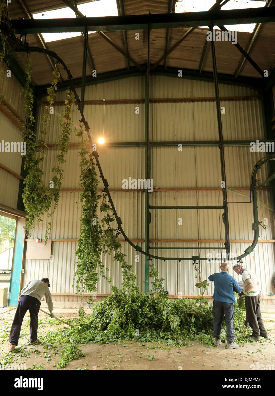 Hop harvesting at Stocks Farm, Suckley, Worcestershire Stock Photo - Alamy