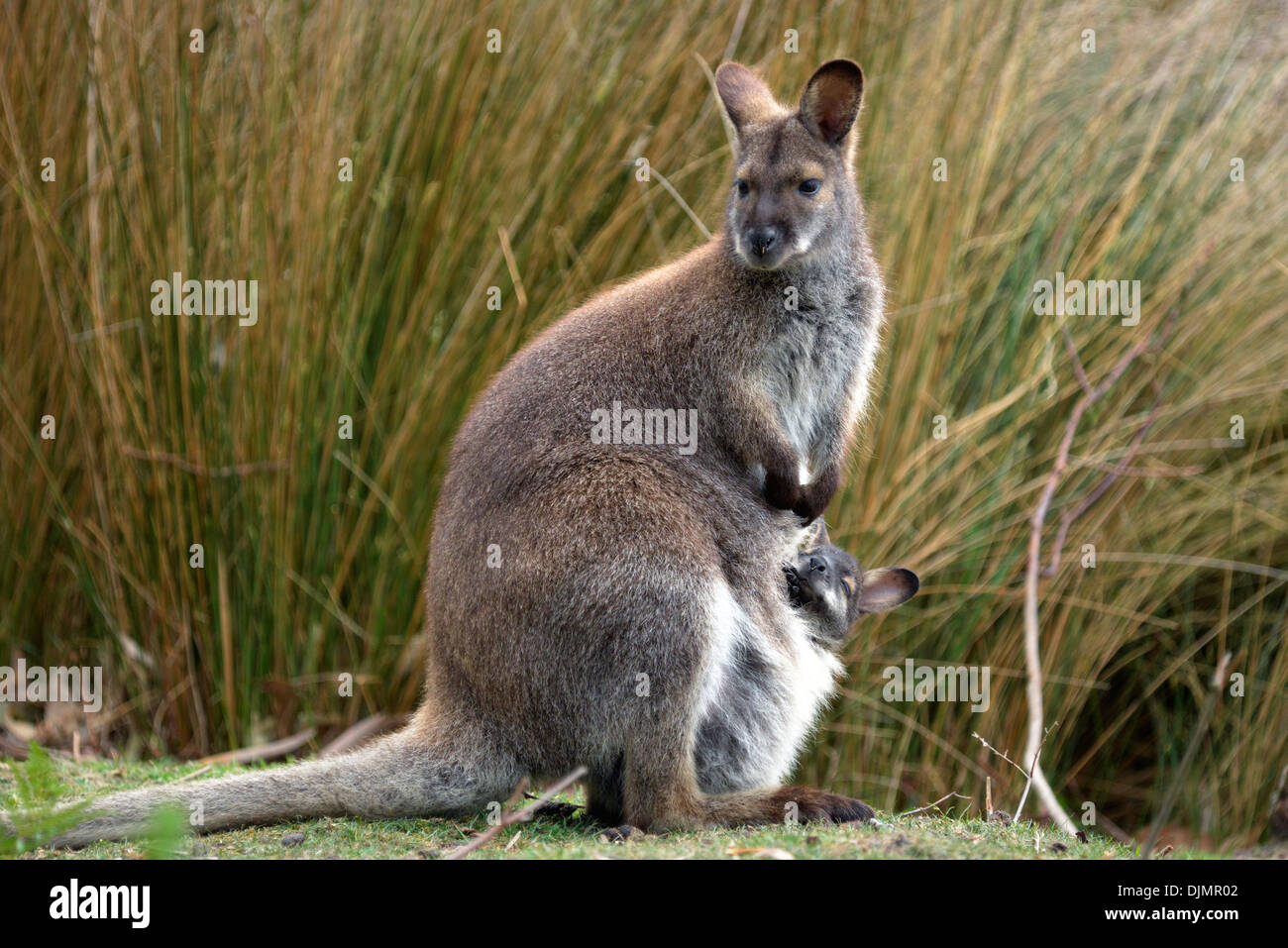Wallaby High Resolution Stock Photography and Images - Alamy