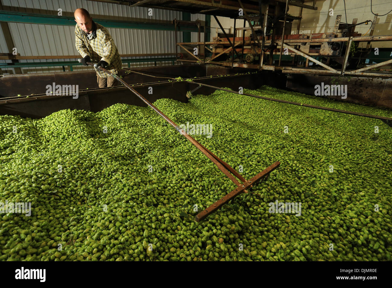 Hop harvesting at Stocks Farm, Suckley, Worcestershire Stock Photo - Alamy