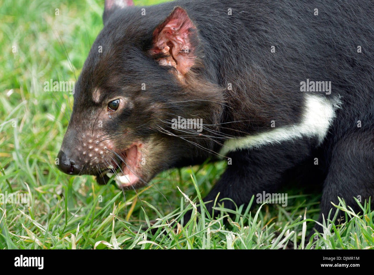 Tasmanian devil hi-res stock photography and images - Alamy