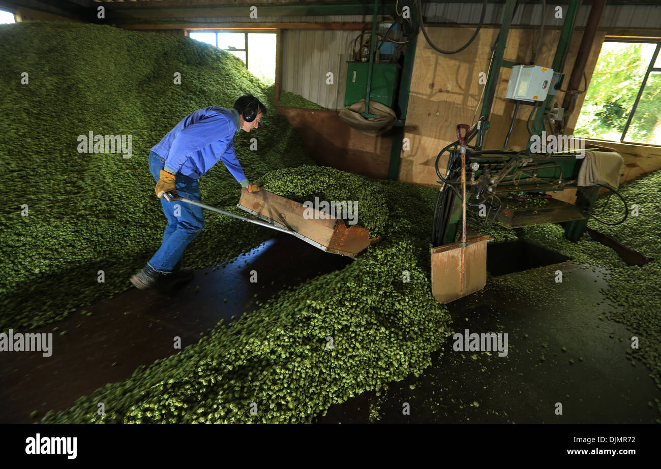 Hop harvesting at Stocks Farm, Suckley, Worcestershire Stock Photo - Alamy