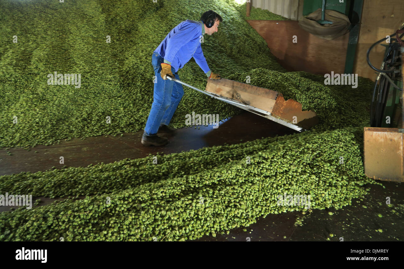 Hop harvesting at Stocks Farm, Suckley, Worcestershire Stock Photo - Alamy