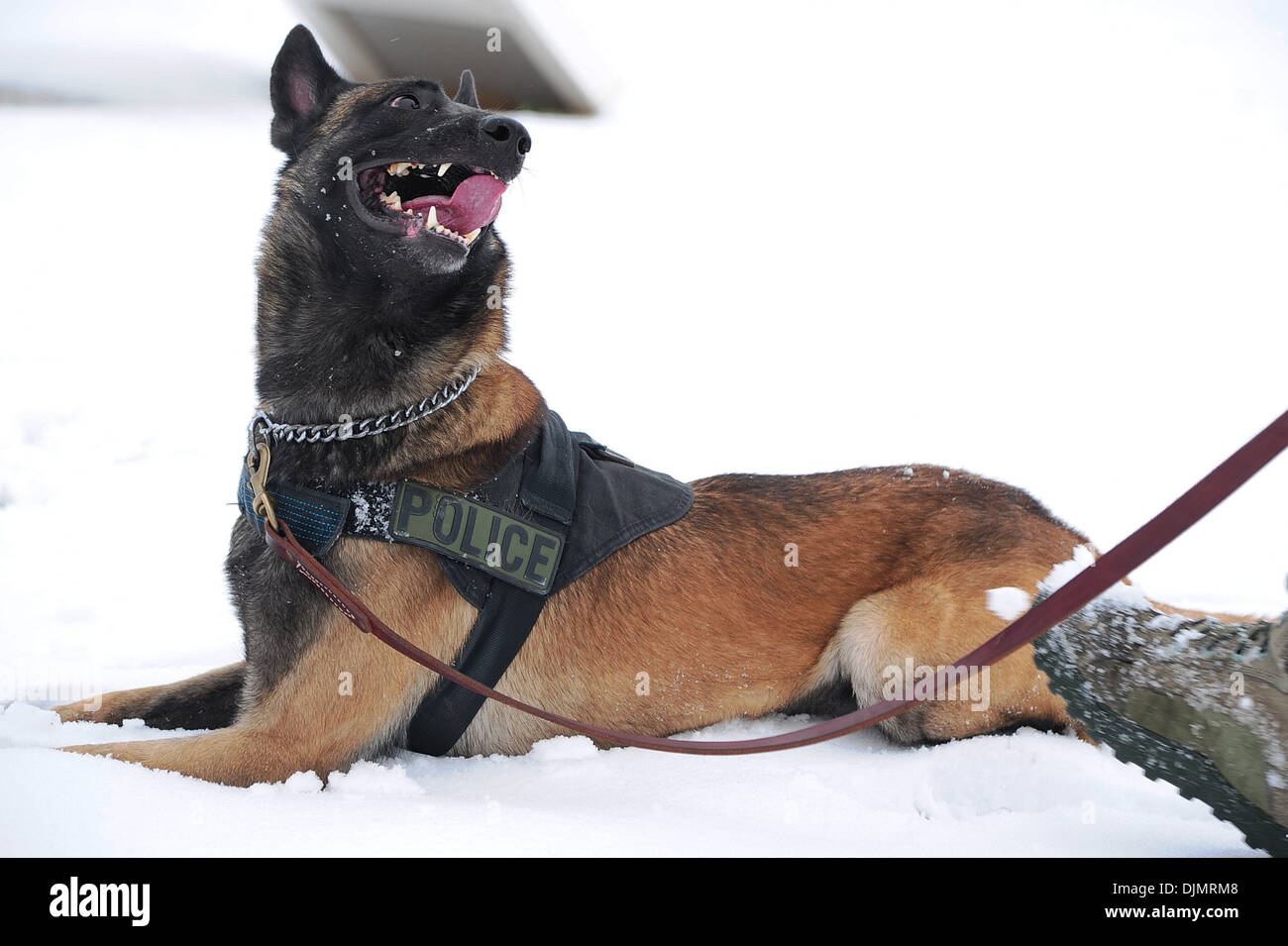military working dog, waits for commands from his handler, U.S. Air ...