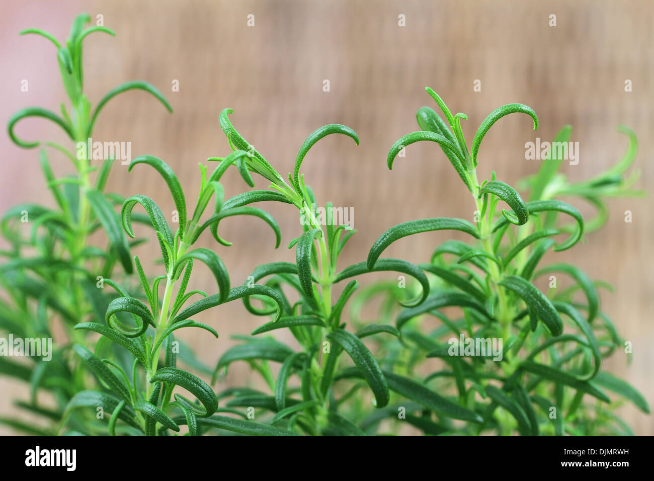 Rosemary stem hi-res stock photography and images - Alamy