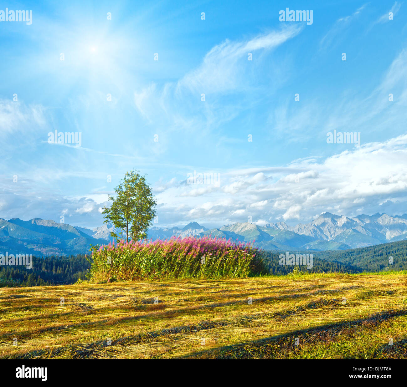 Sunshine above summer mountain country mown field and lonely tree and ...