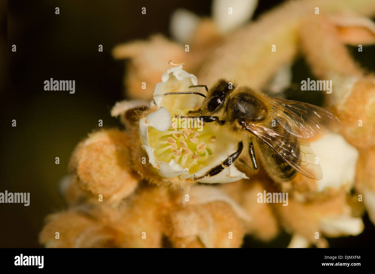 Dark European Honey Bee High Resolution Stock Photography and Images ...