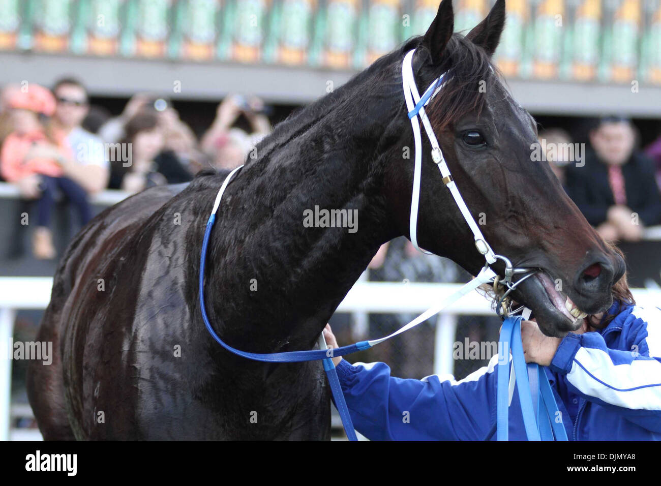 Black caviar horse hi-res stock photography and images - Alamy