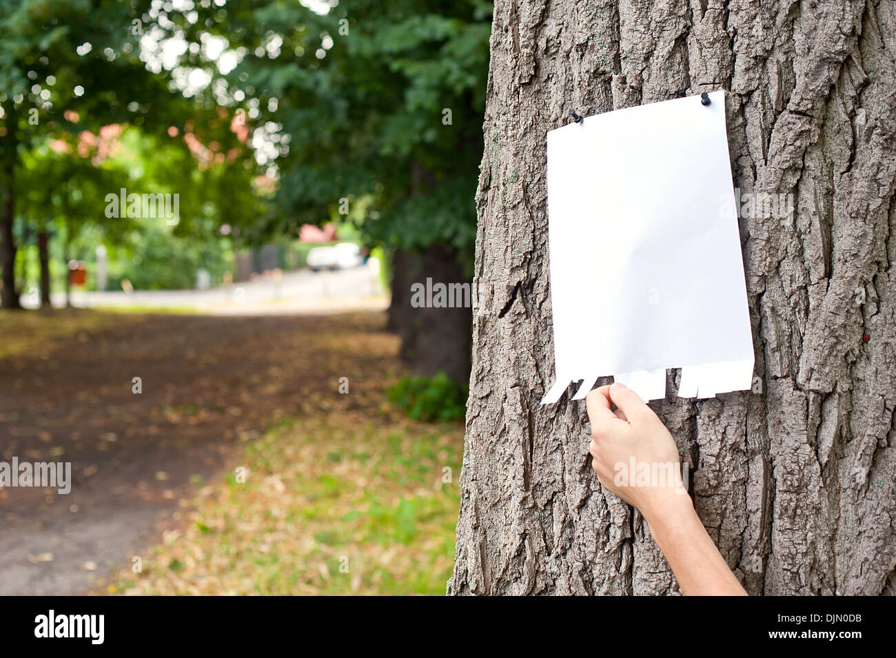Hand picking a part of blank announcement pinned on a tree Stock Photo ...