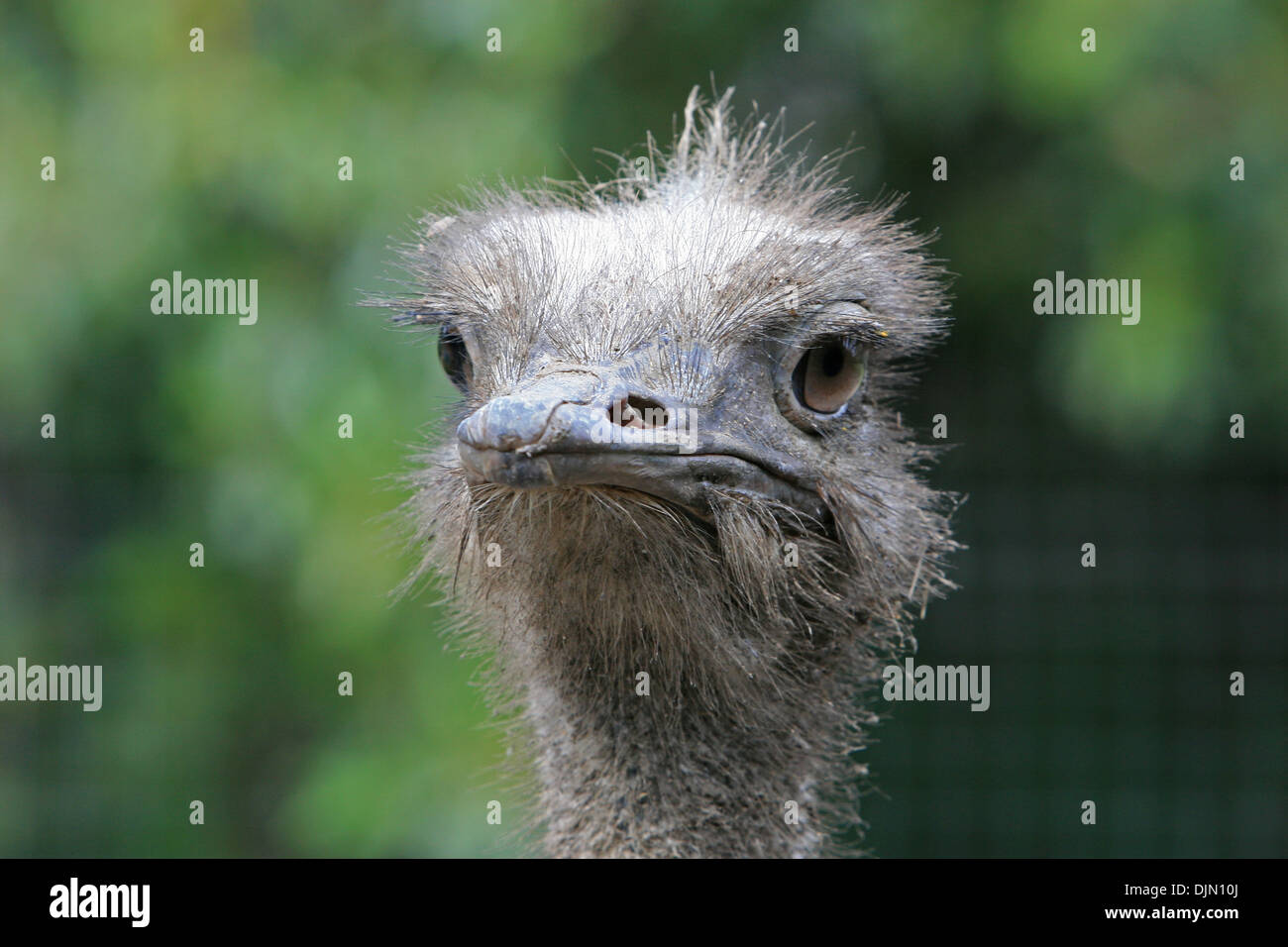 Ostrichs head hi-res stock photography and images - Alamy