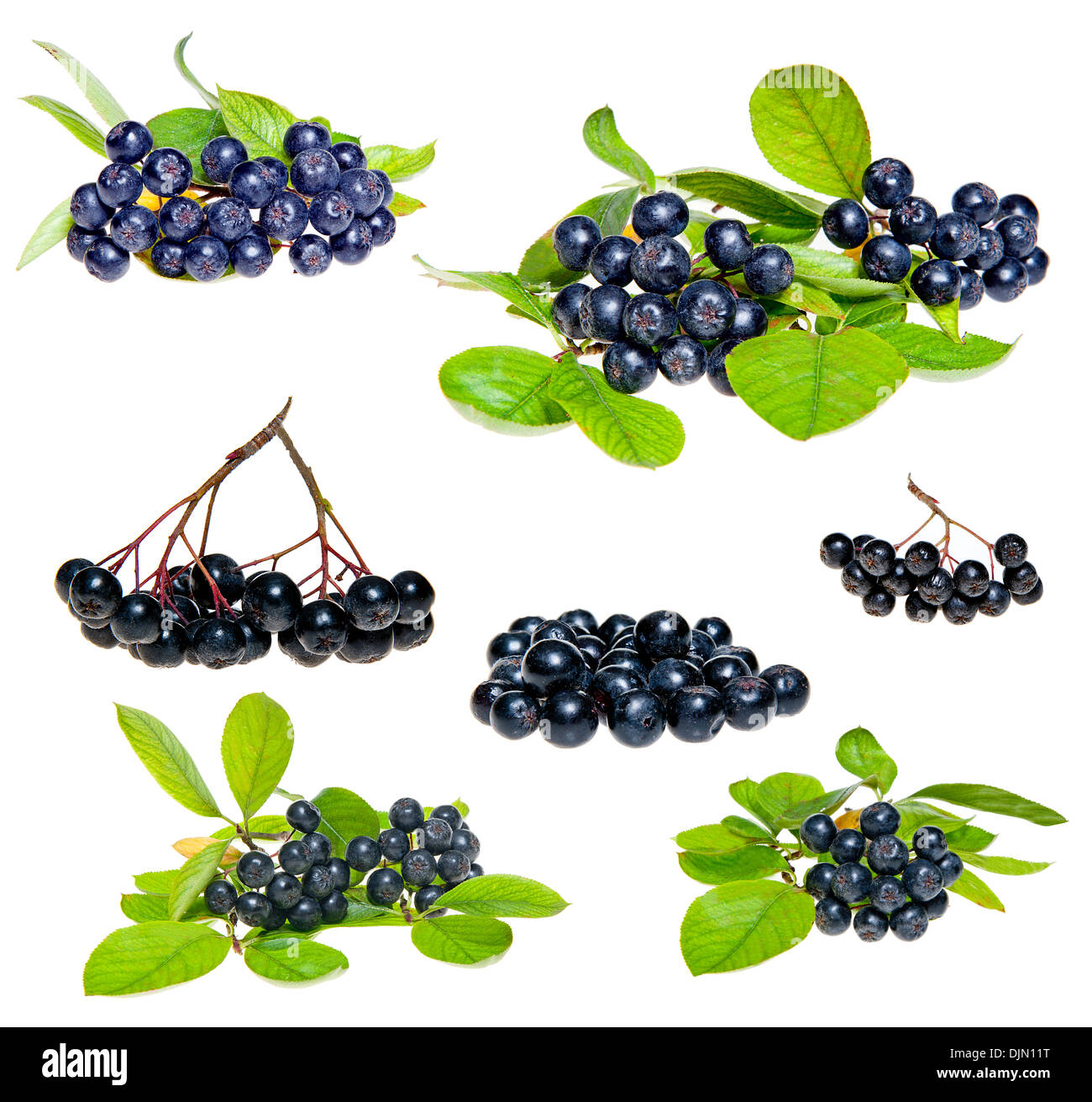 Isolated Aronia - Black Choke berry fruits. Separated pile of fruit ...