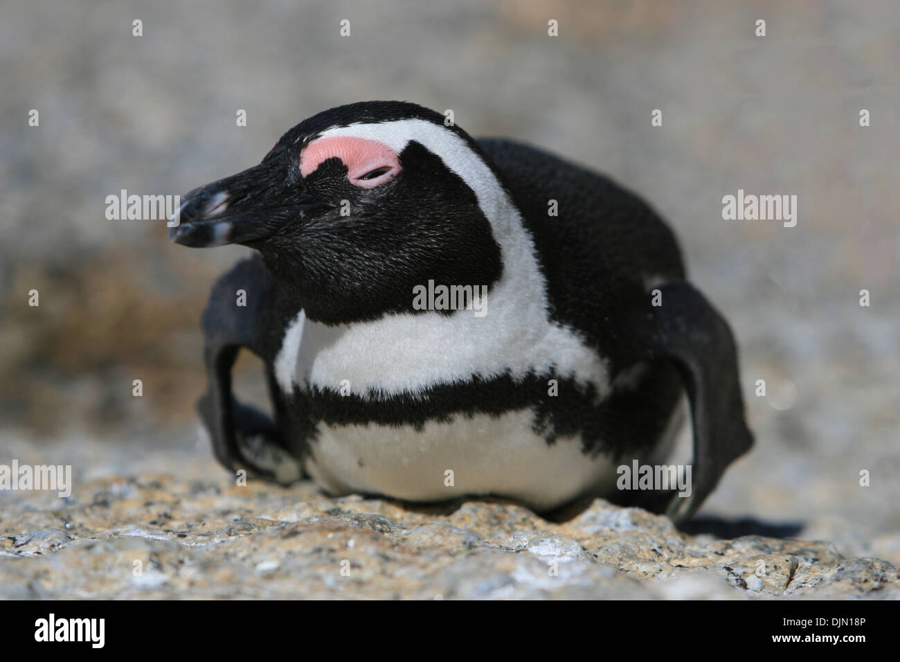 African Penguin Lying Down Stock Photo - Alamy