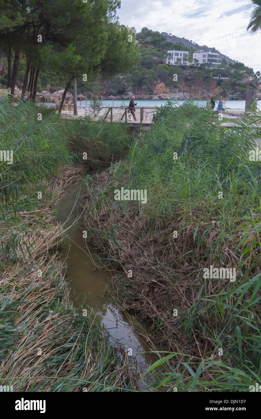 Reed beds of Camp de Mar, Majorca after flash floods on October 29 ...