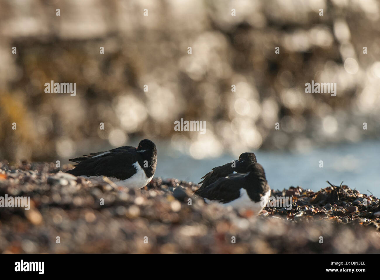Birds roosting on a beach in landscape view Stock Photo - Alamy