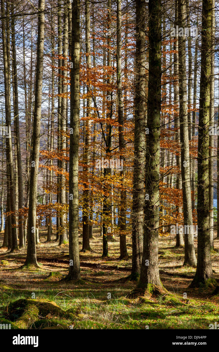 A beech in autumnal colour between the trunks of larches on Torver ...