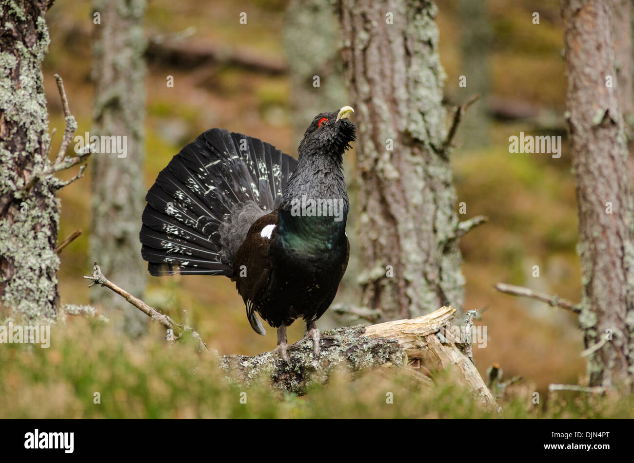 Male bird displaying Stock Photo - Alamy