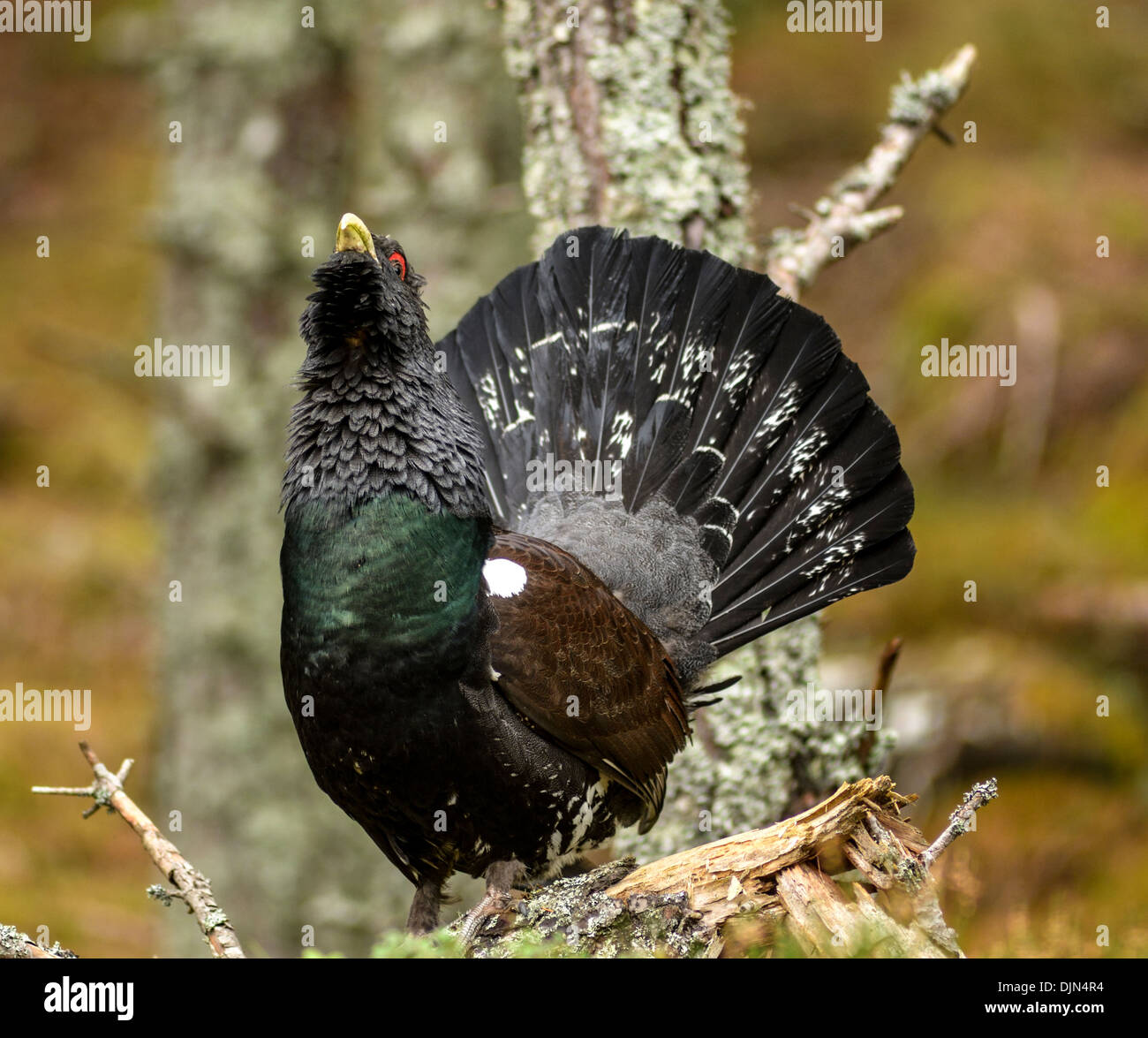 Male bird displaying Stock Photo - Alamy