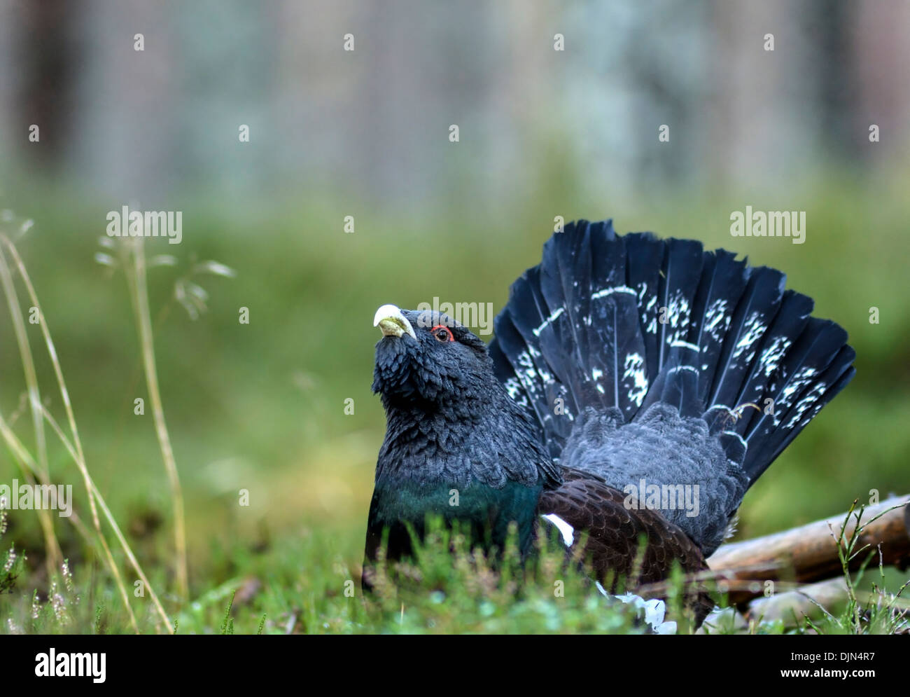 Male bird displaying Stock Photo - Alamy
