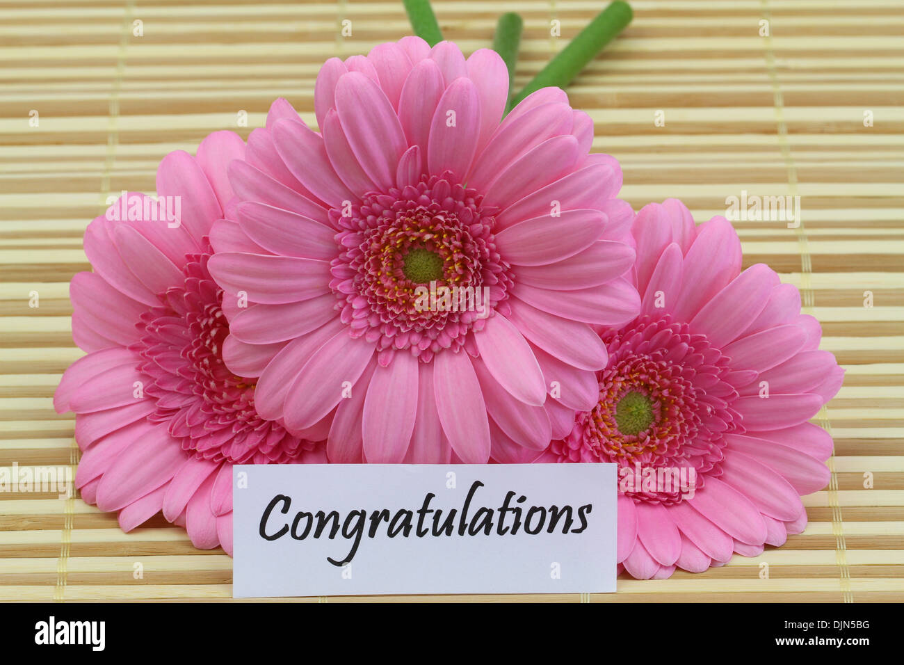 Congratulations card with pink gerbera daisies Stock Photo - Alamy