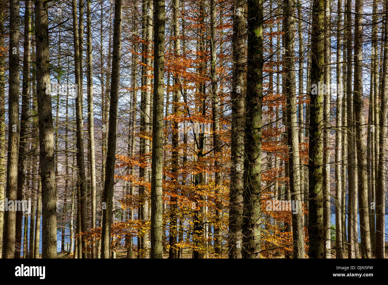 Between pines hi-res stock photography and images - Alamy
