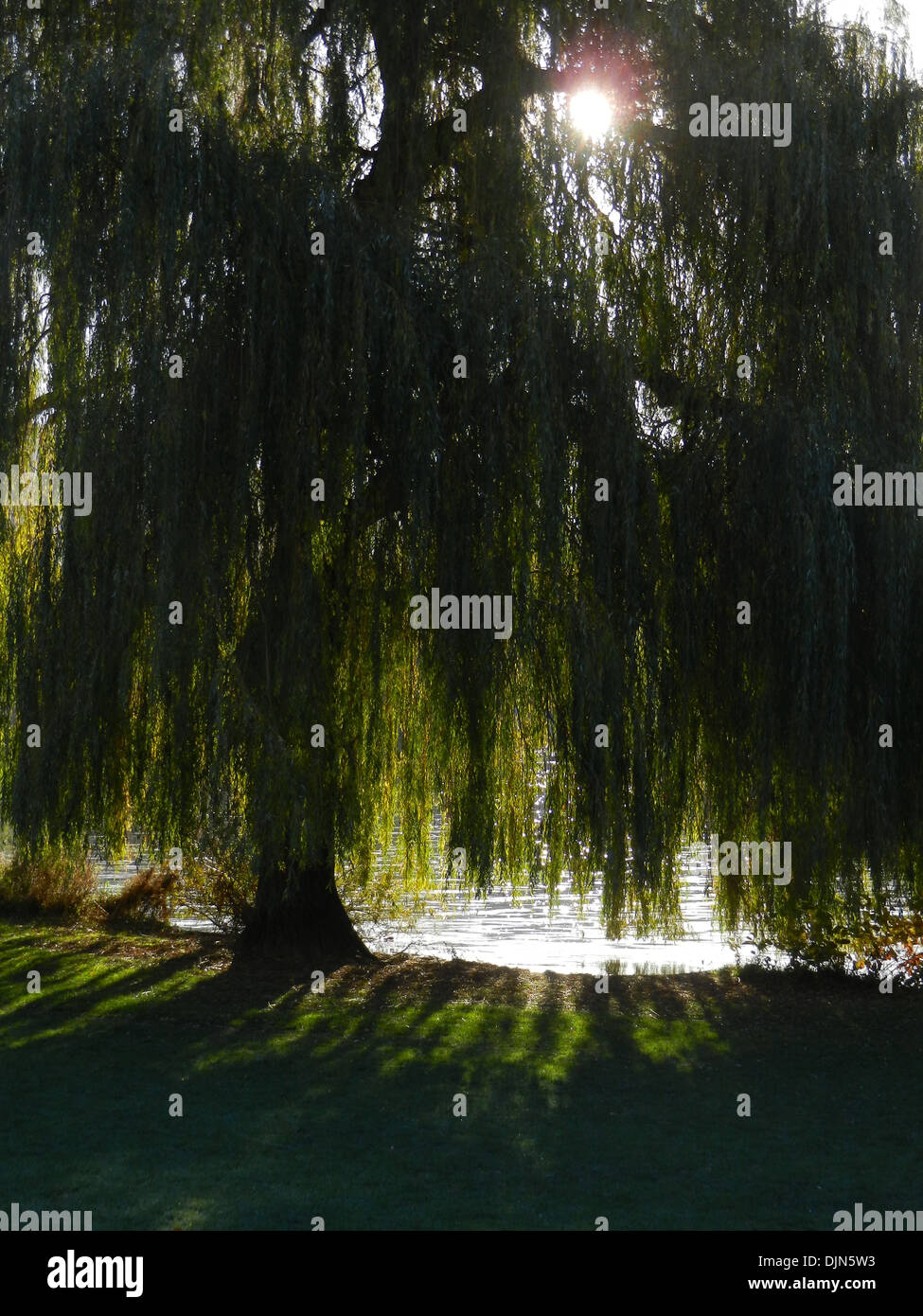 Willow tree on riverbank hi-res stock photography and images - Alamy