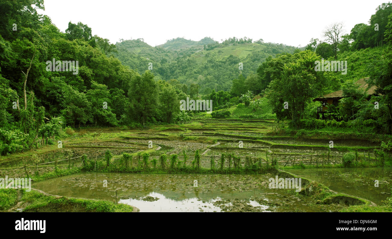 Rice grain in rain hi-res stock photography and images - Alamy