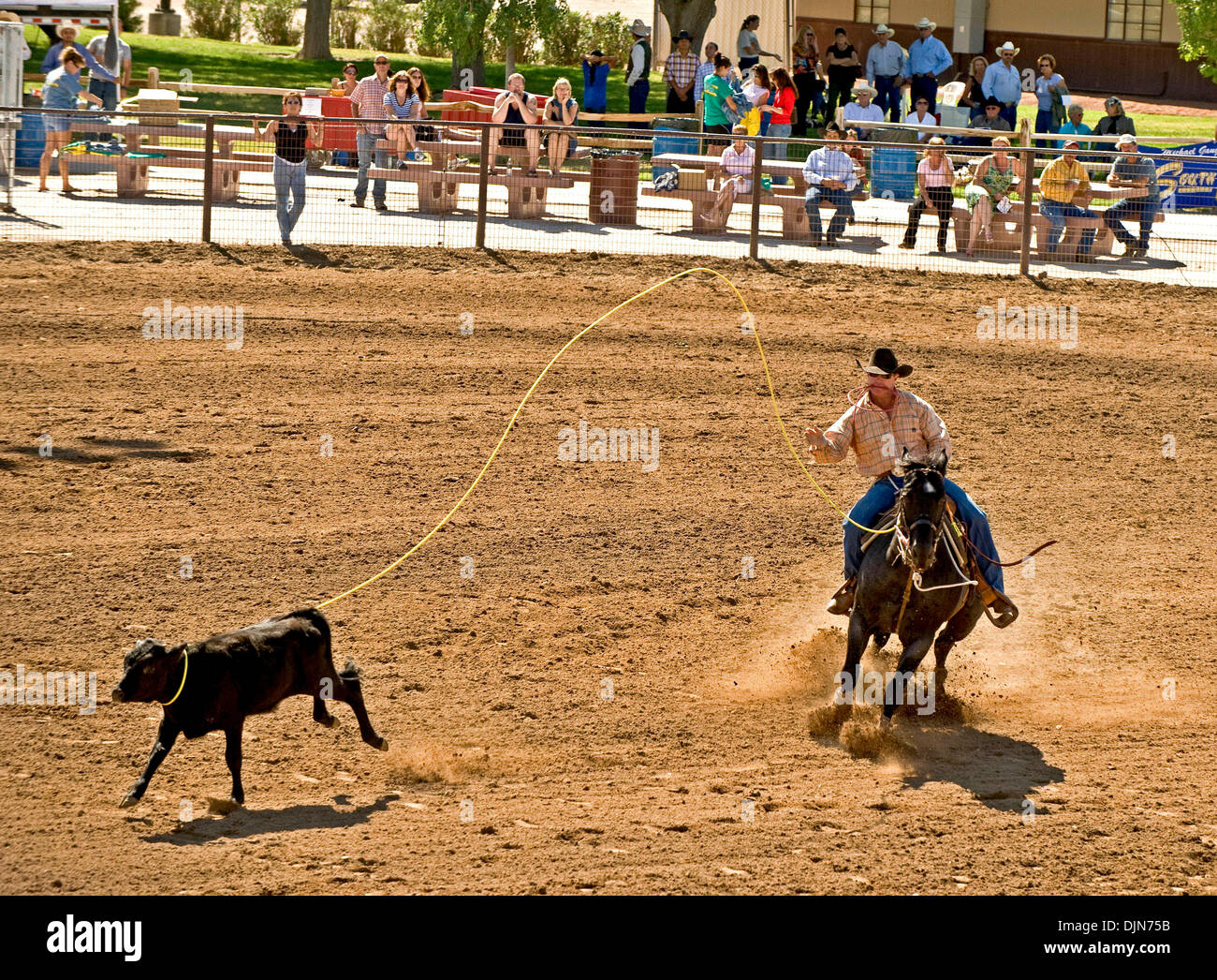 Oct 03, 2008 - Las Vegas, Nevada, USA - A cowboy competes in calf ...